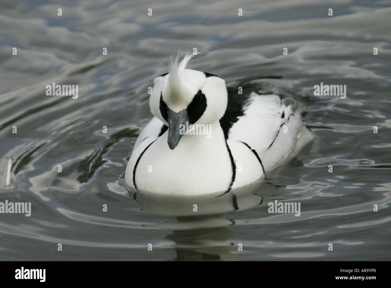 Male smew duck hi-res stock photography and images - Alamy