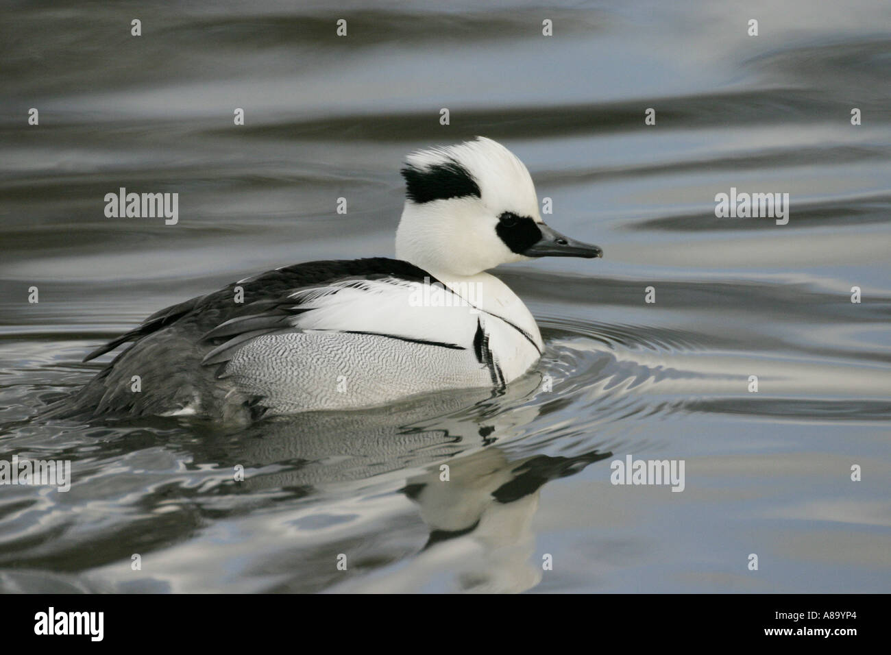 Male smew duck hi-res stock photography and images - Alamy