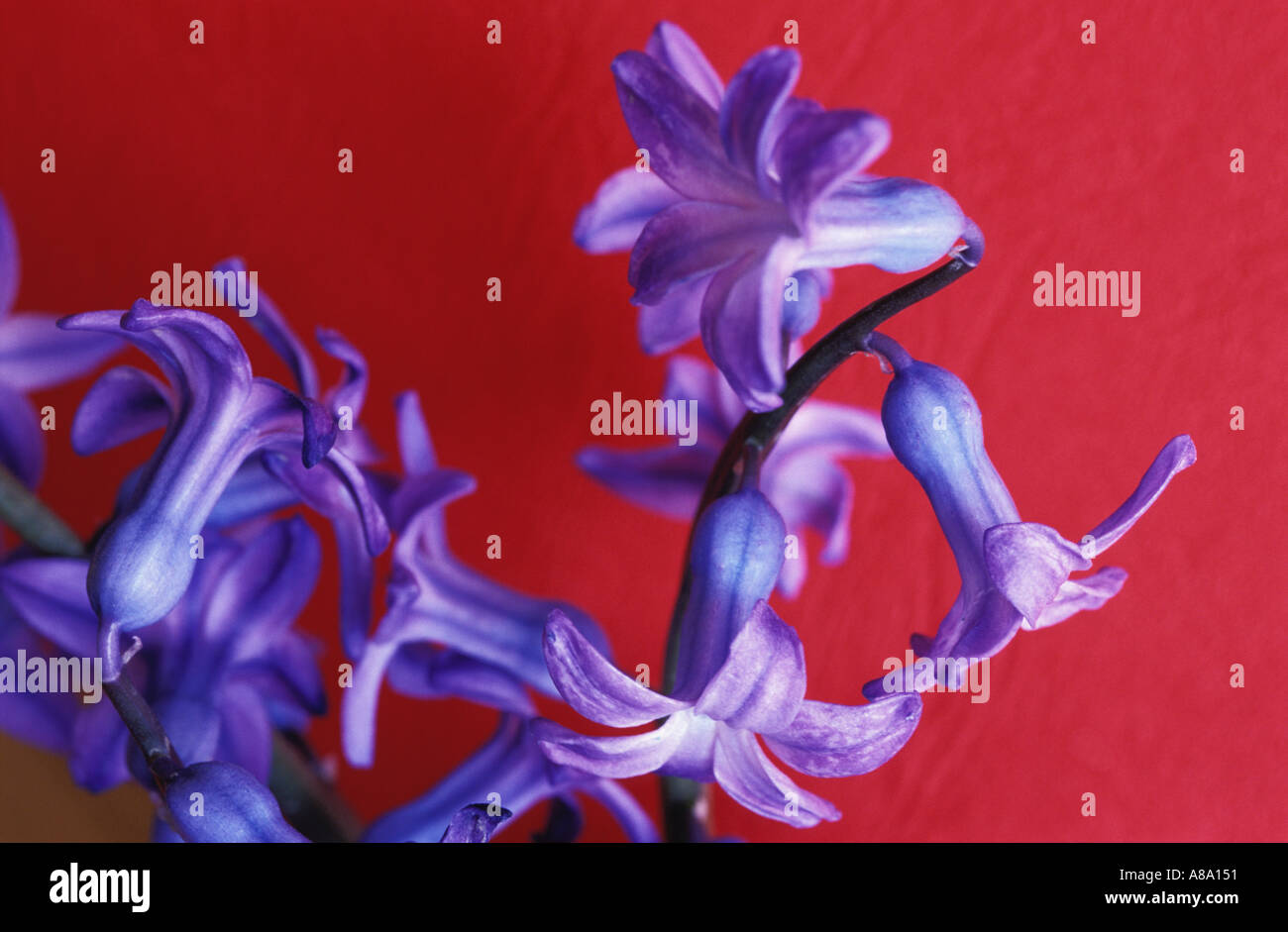 Hyacinthus sharp red background Stock Photo - Alamy