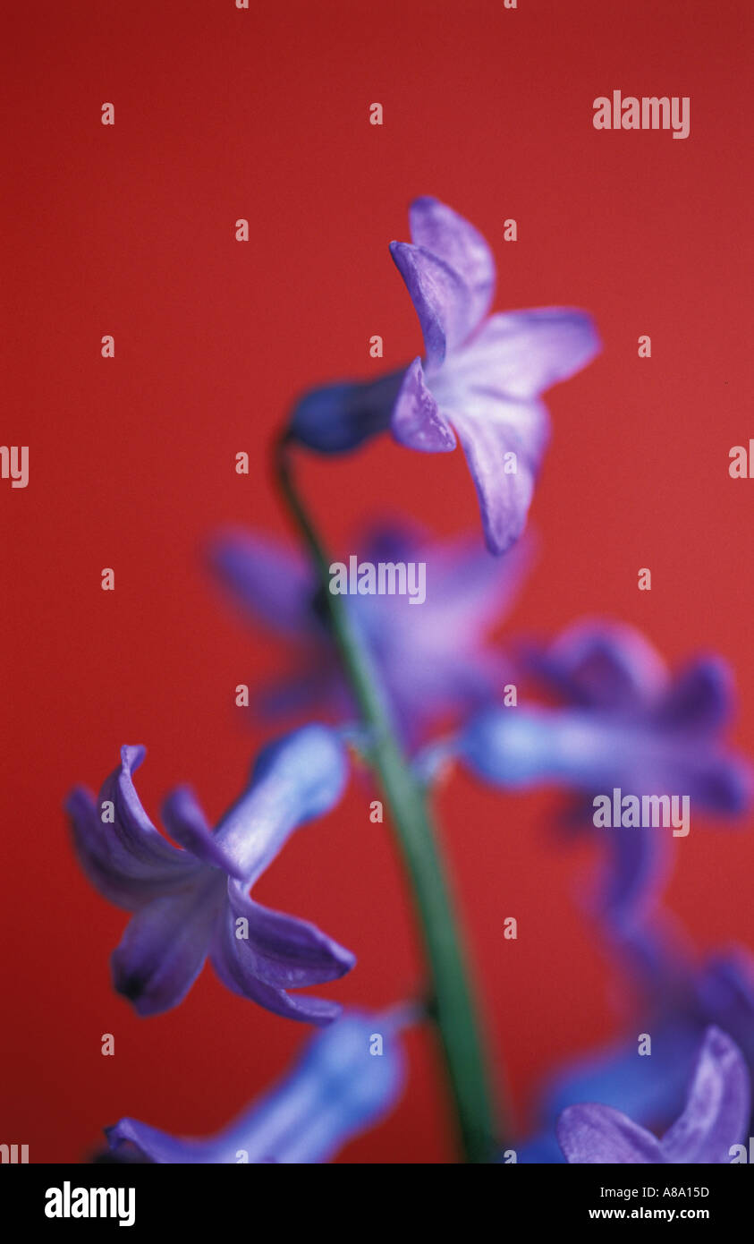 Amethyst hyacinth hi-res stock photography and images - Alamy