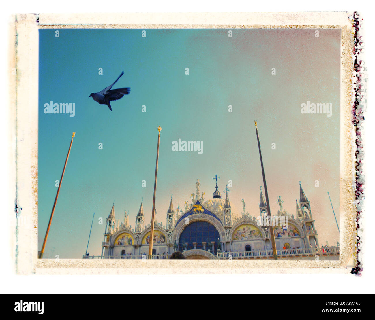 Europe pigeon Cut Out Stock Images & Pictures - Alamy