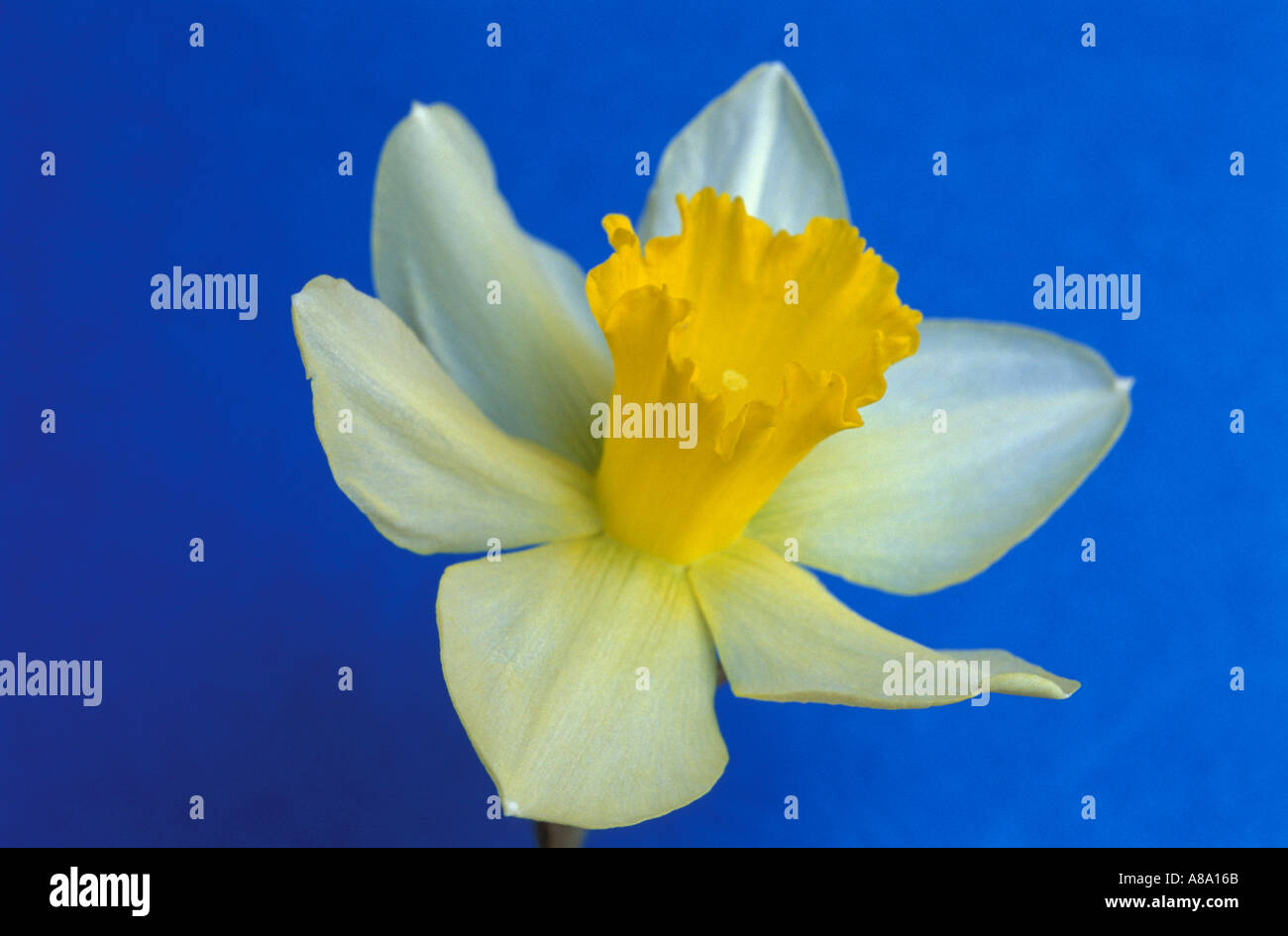 Asphodel blue hi-res stock photography and images - Alamy