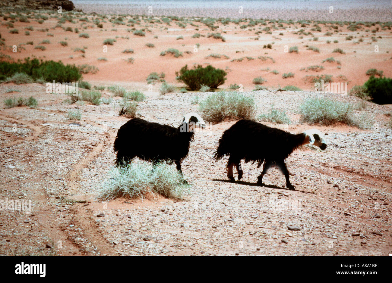 Black sheep in Wadi Rum Jordan Stock Photo - Alamy