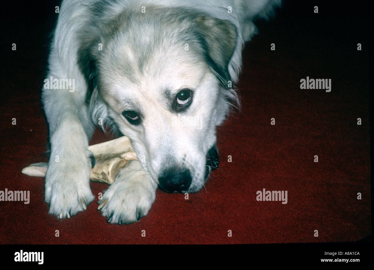 Dog chewing legs hi-res stock photography and images - Alamy