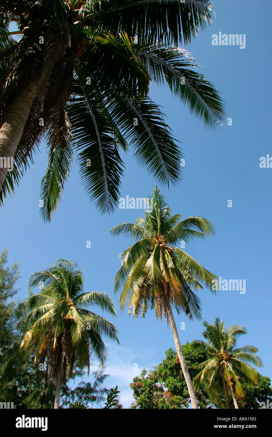 Thailand Taratao National Park Ko Lipe coconut palm trees Stock Photo ...