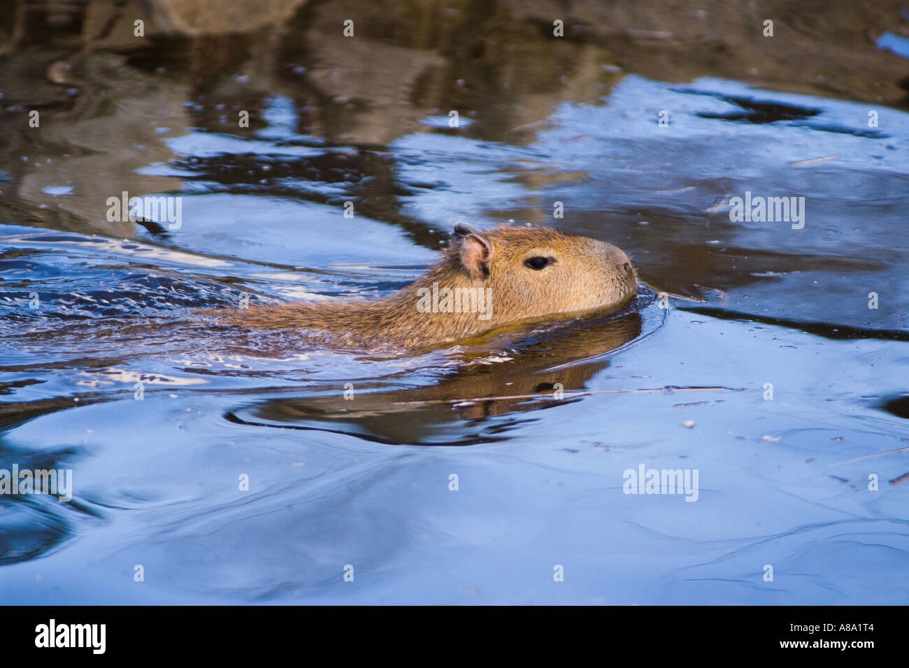 Captive capybara hi-res stock photography and images - Alamy