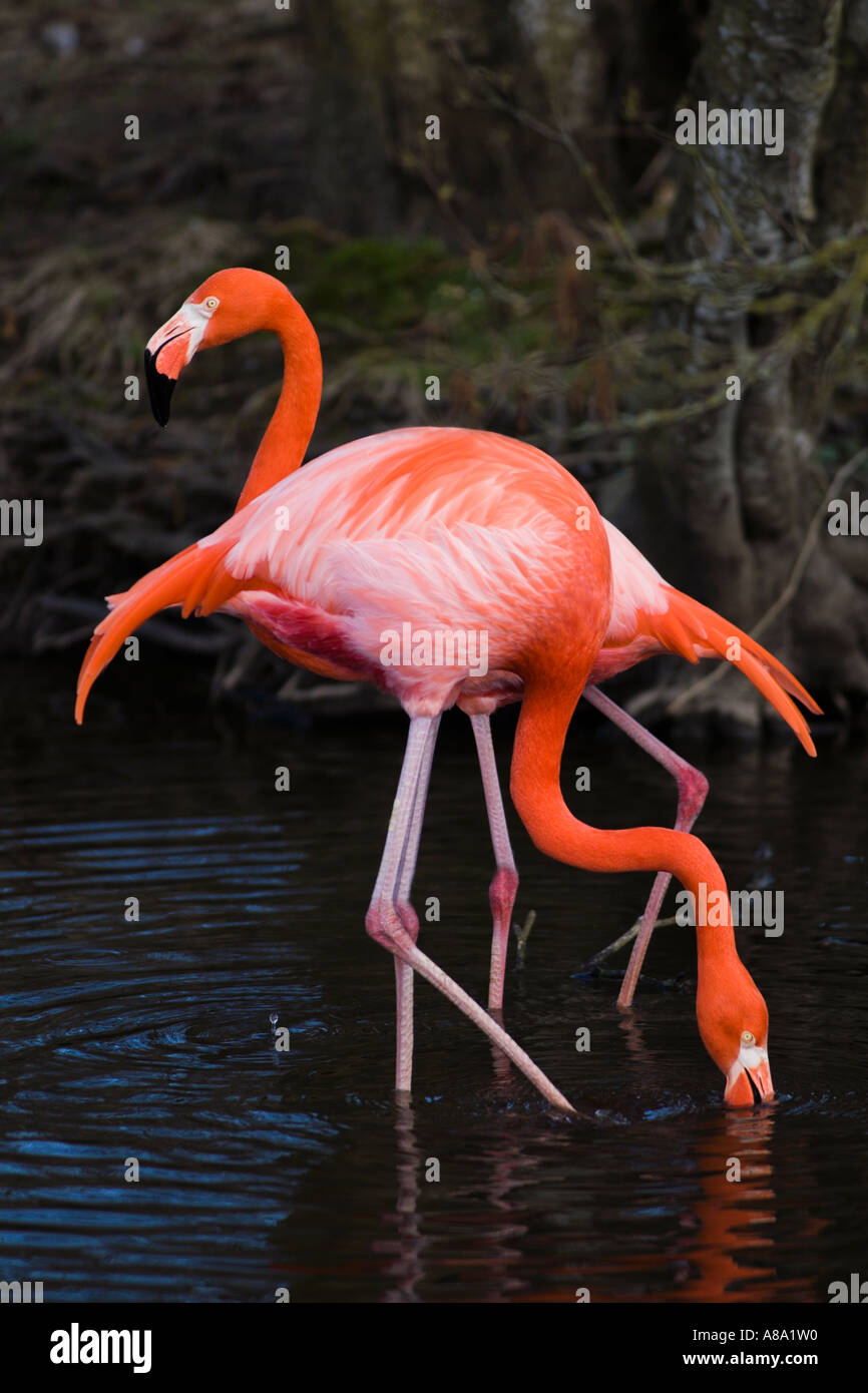 two captive flamingos wading and feeding in their enclosure Stock Photo ...