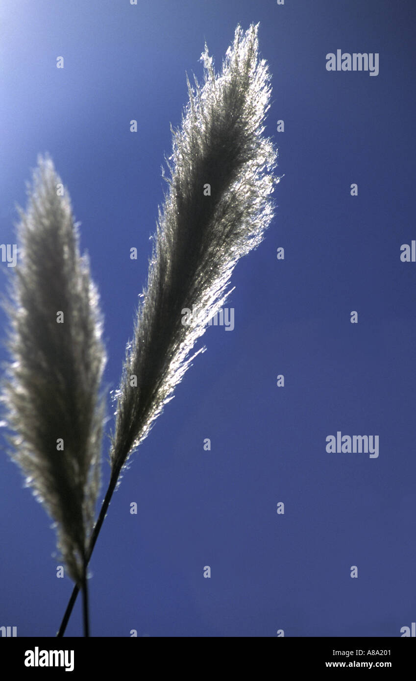 Tall grass plant feathery hi-res stock photography and images - Alamy