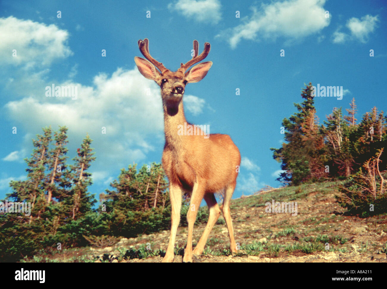 Deer on alert in the Rockies Colorado USA Stock Photo - Alamy