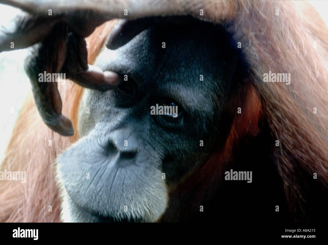 Monkey in the Zoo Australia Stock Photo - Alamy