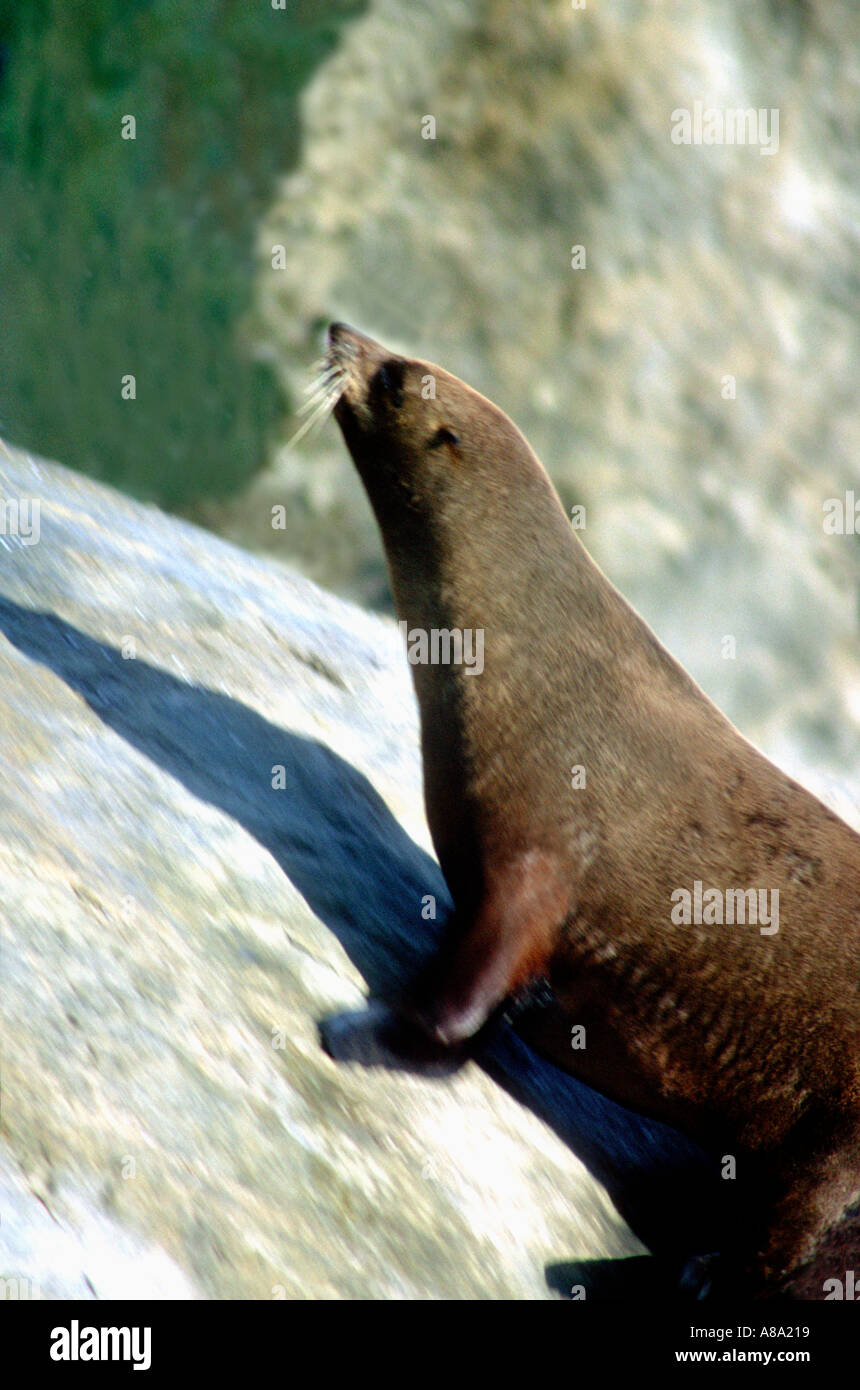seal on rock sunbathing Western Australia Stock Photo - Alamy