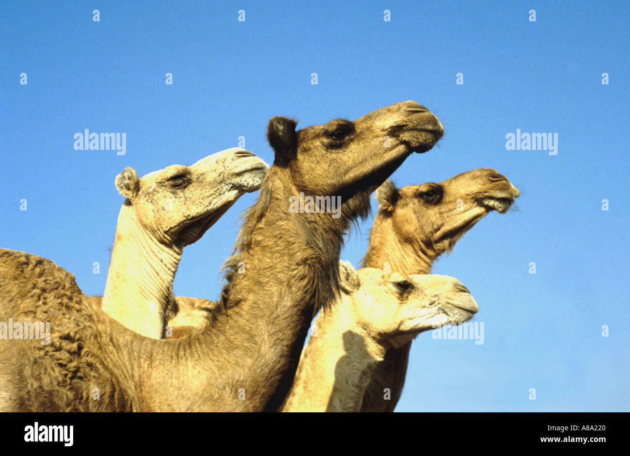 Four camel s head Egypt Stock Photo - Alamy