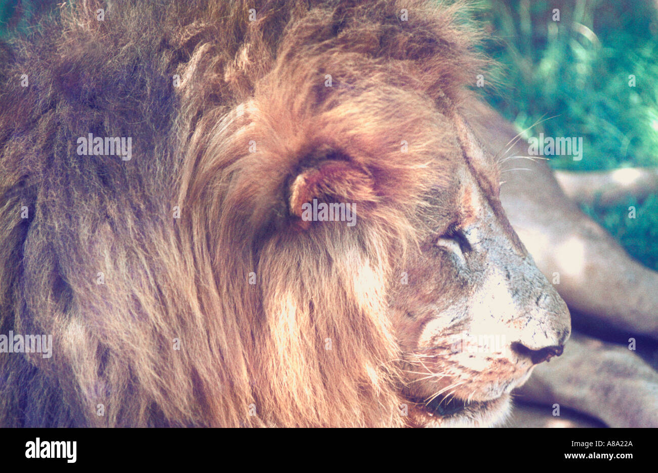 Male profile head hi-res stock photography and images - Alamy