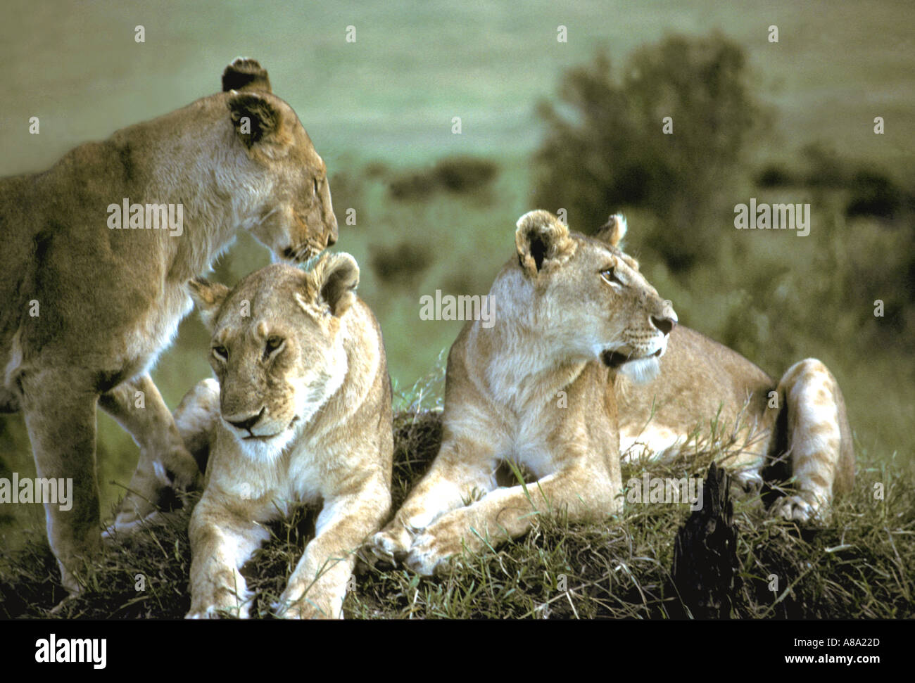 Lyons hill hi-res stock photography and images - Alamy