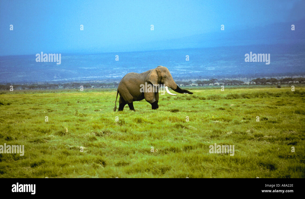 Lone elephant in grassland Africa Stock Photo - Alamy