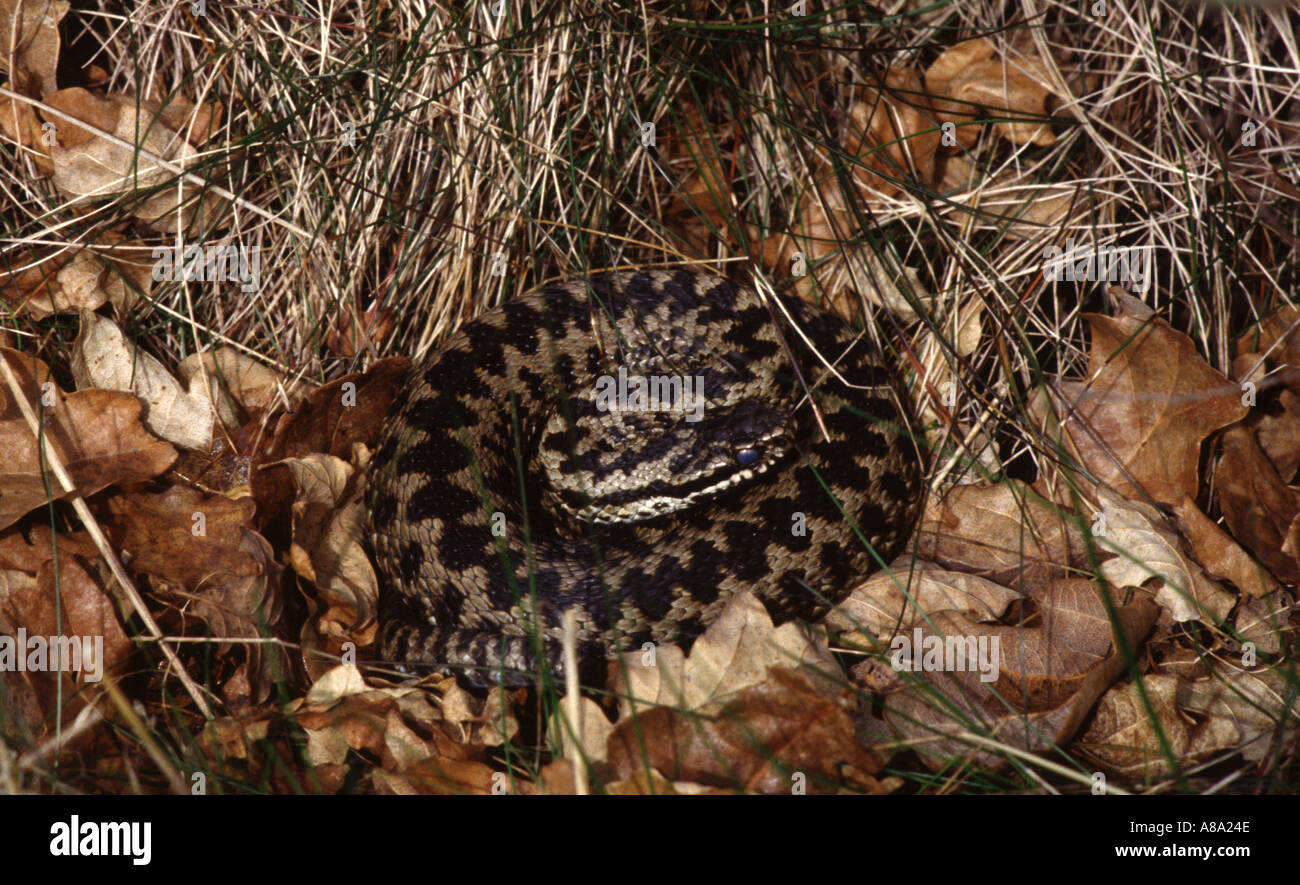 Camouflaged snake british isles hi-res stock photography and images - Alamy