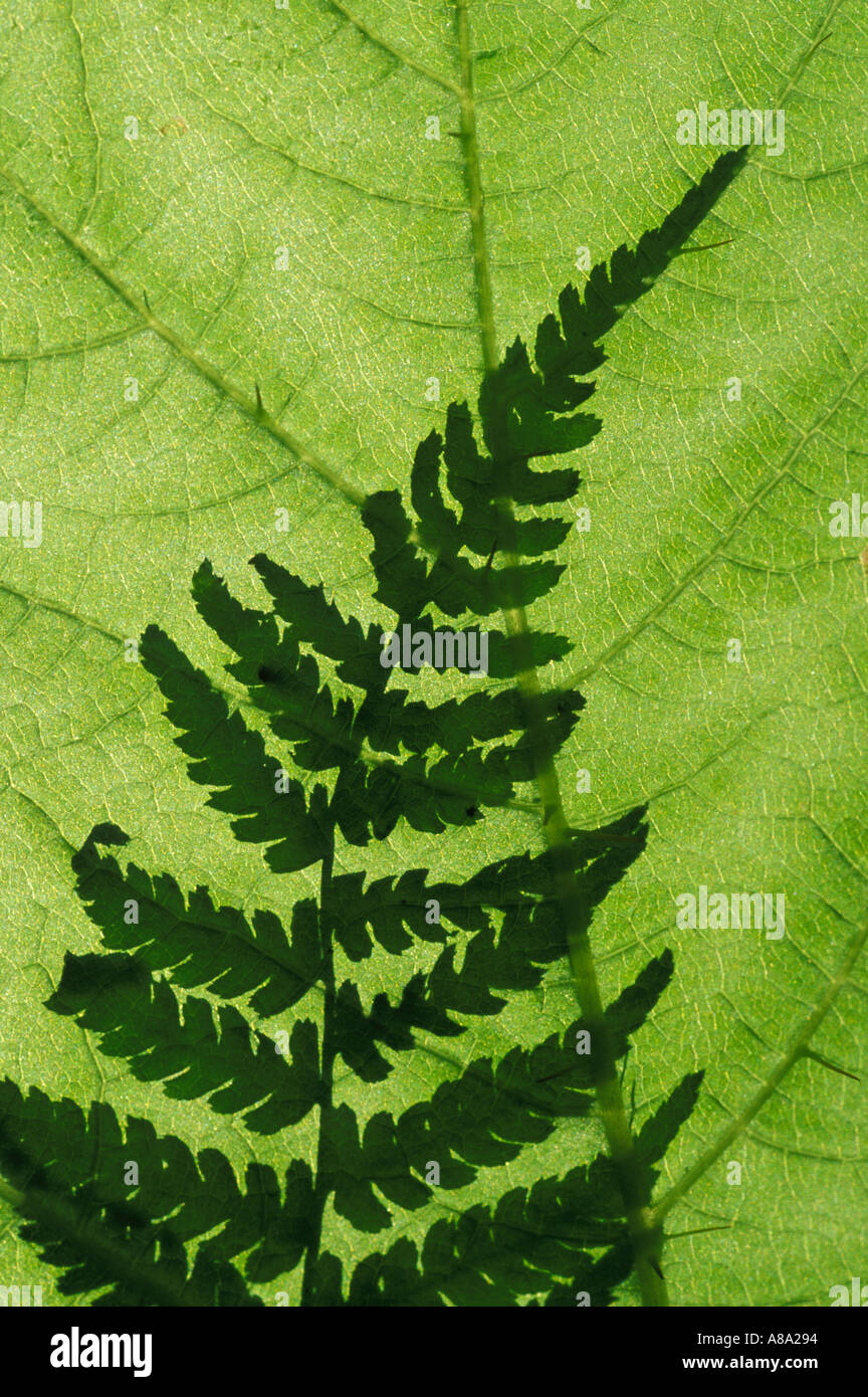 Club fern hi-res stock photography and images - Alamy