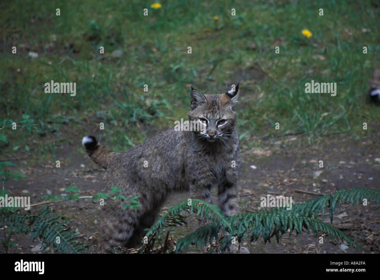Bobcat Felis rufus Stock Photo - Alamy