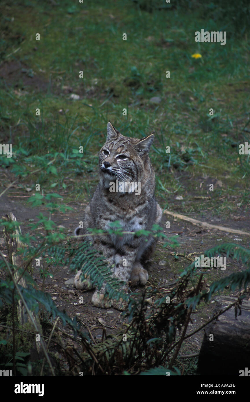 Bobcat Felis rufus Stock Photo - Alamy
