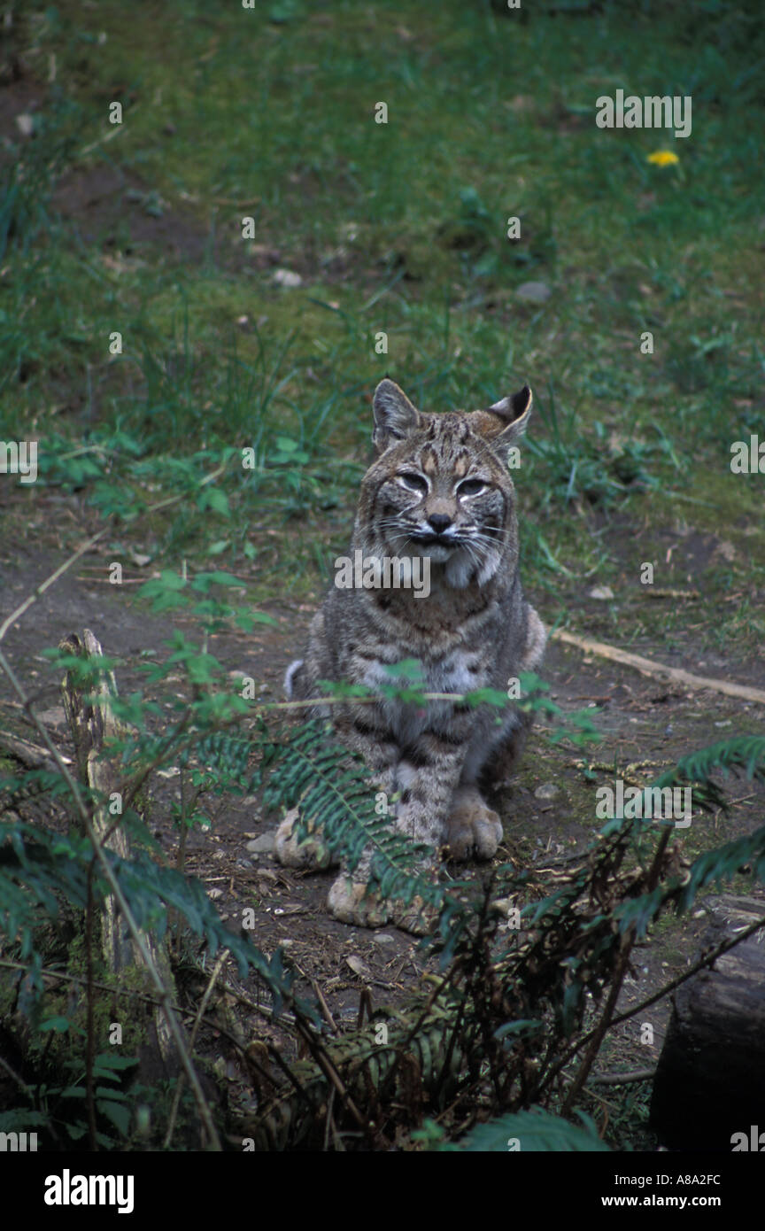 Eatonville wa hi-res stock photography and images - Alamy