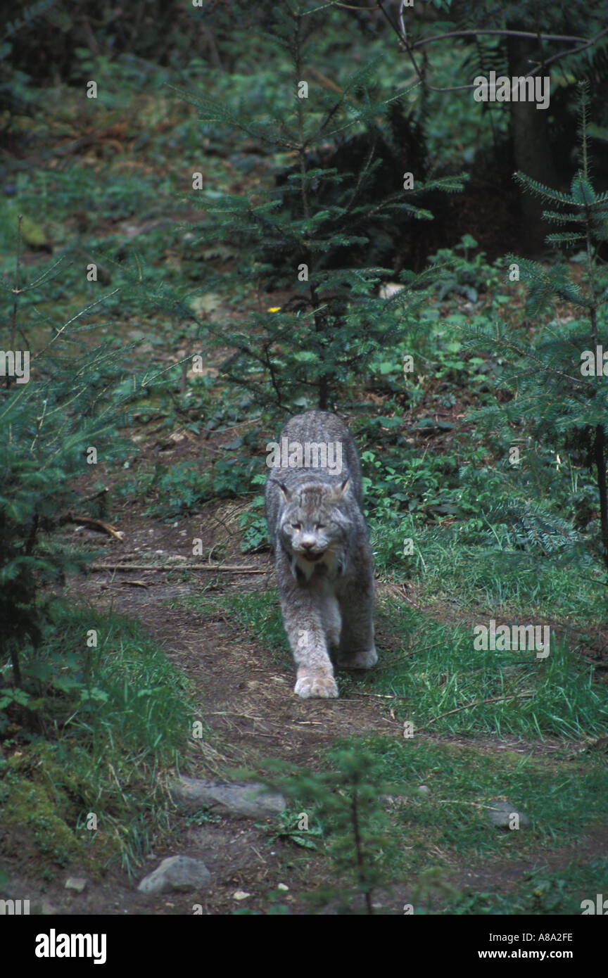 Bobcat Felis rufus Stock Photo - Alamy