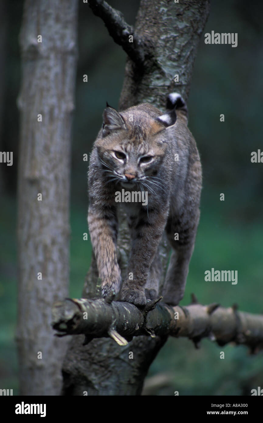 Bobcat on log Felis rufus Stock Photo - Alamy