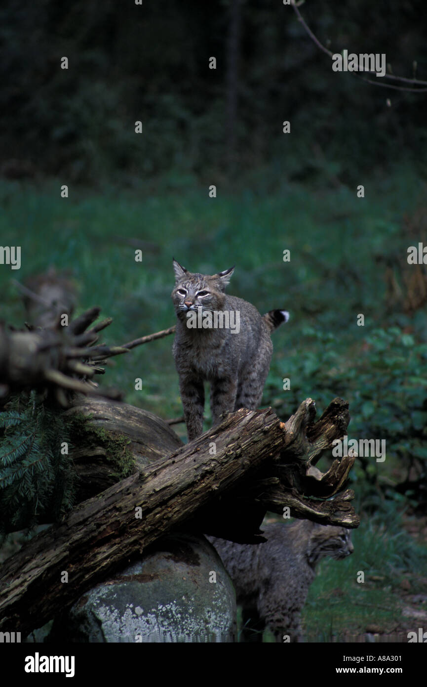 Bobcat on log Felis rufus Stock Photo - Alamy
