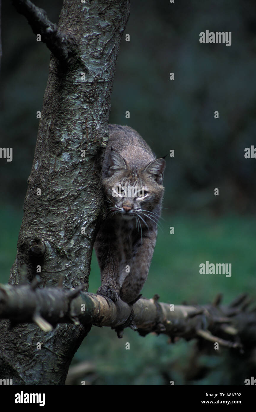 Bobcat on log Felis rufus Stock Photo - Alamy