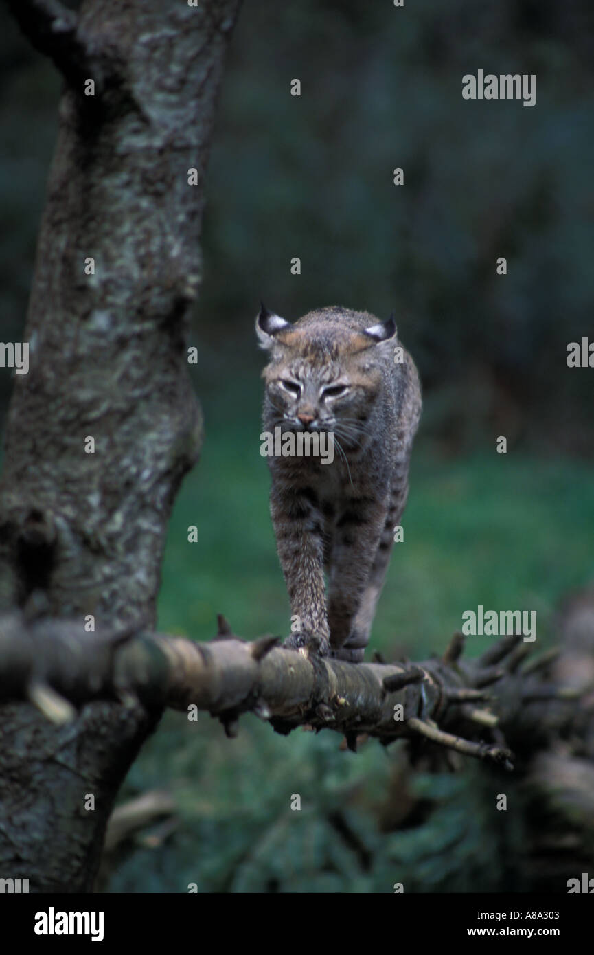 Bobcat Felis rufus Stock Photo - Alamy