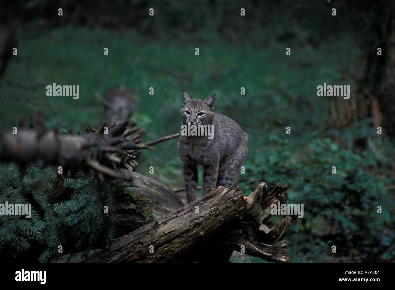 Bobcat Felis rufus Stock Photo - Alamy