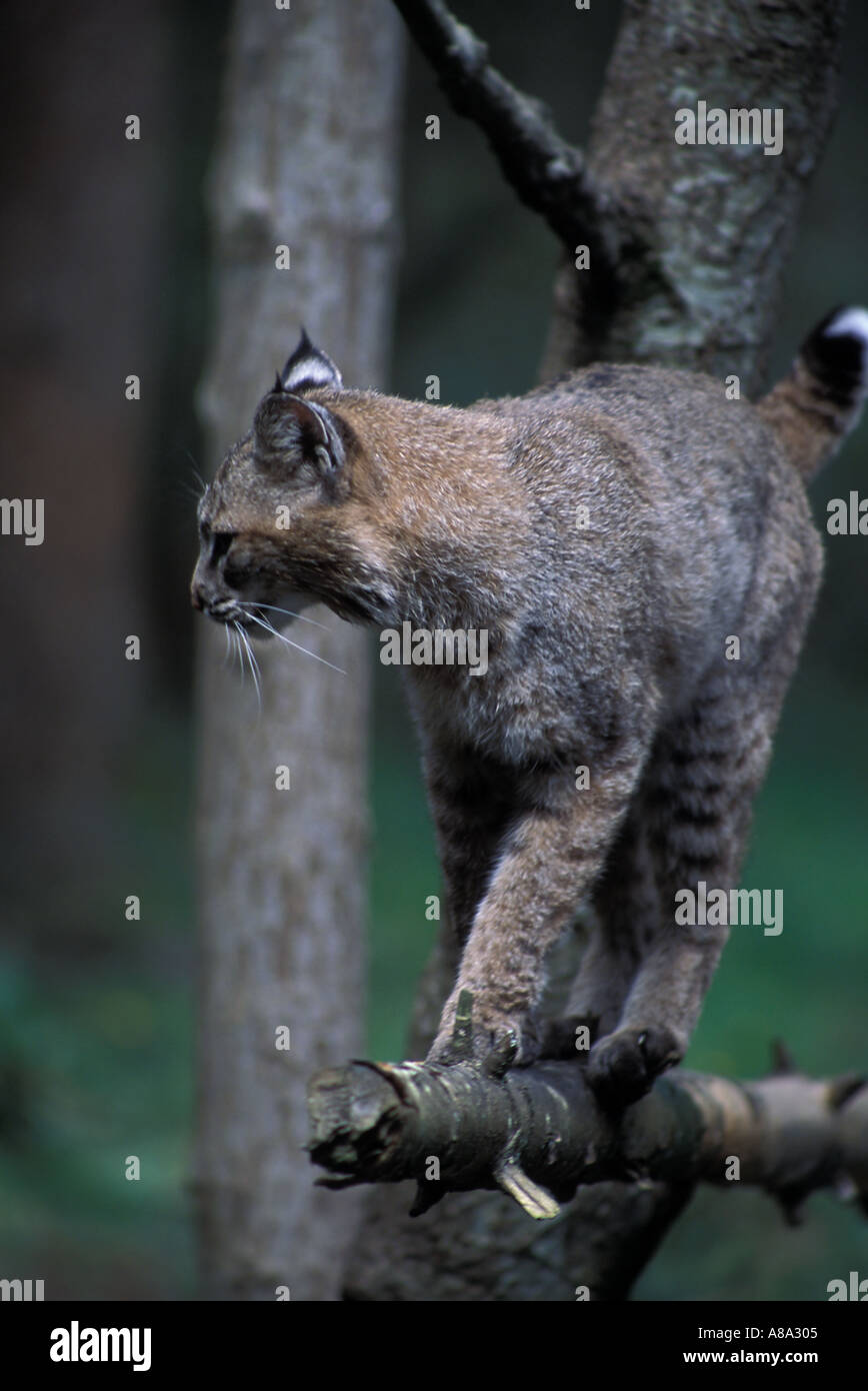 Bobcat on log Felis rufus Stock Photo - Alamy