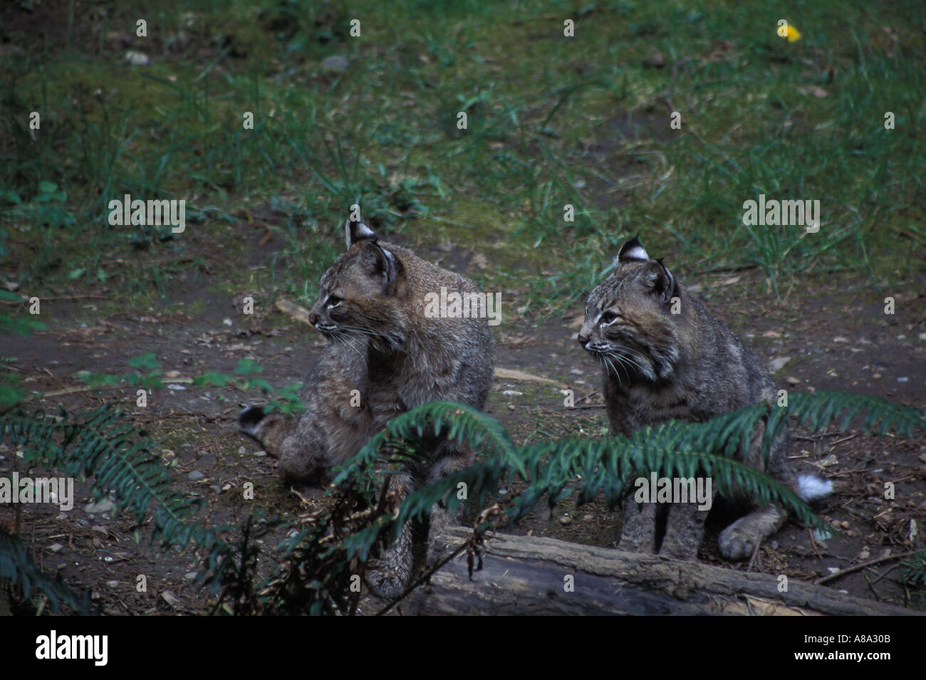 Bobcat Felis rufus Stock Photo - Alamy