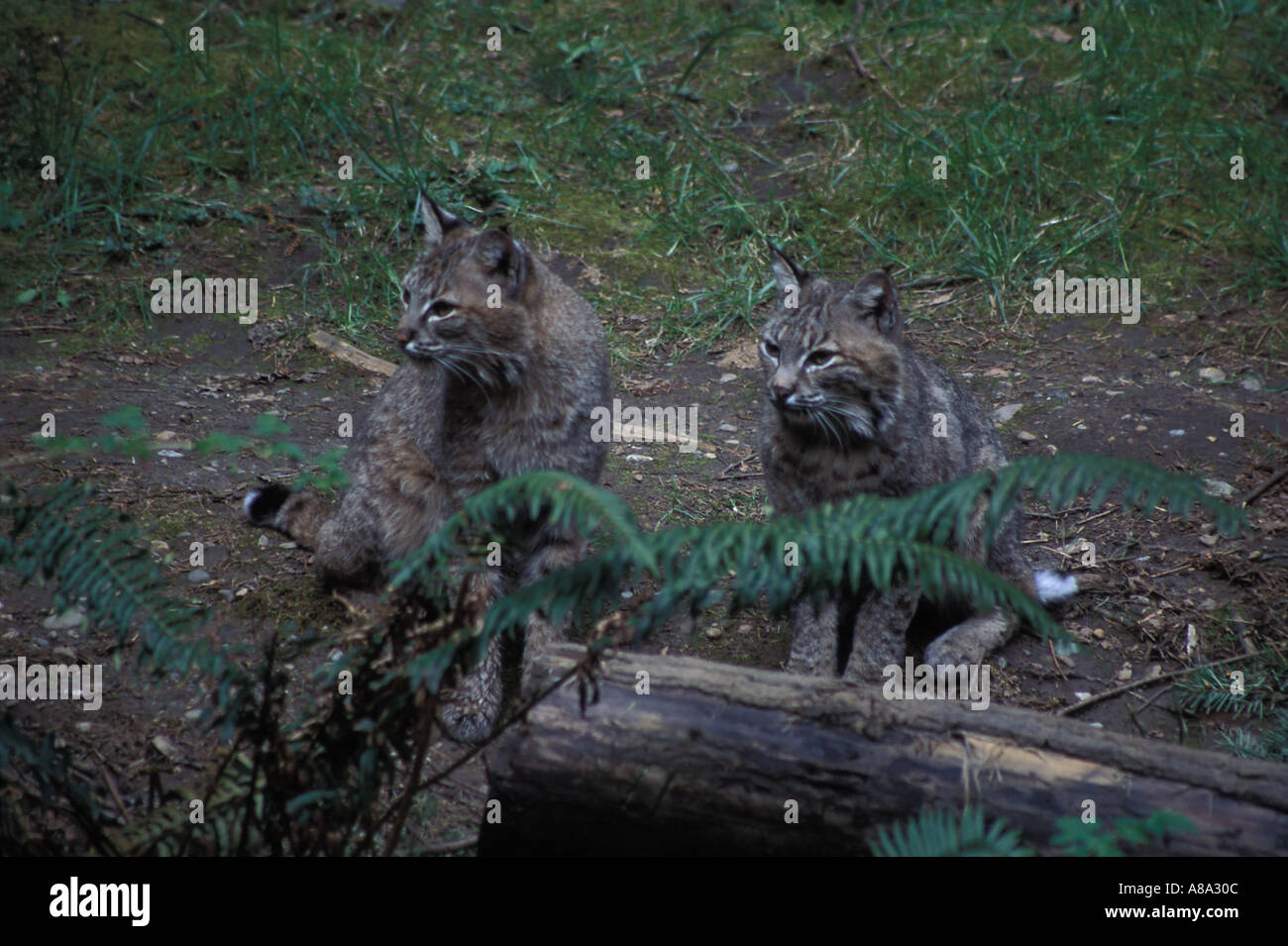 Eatonville wa hi-res stock photography and images - Alamy