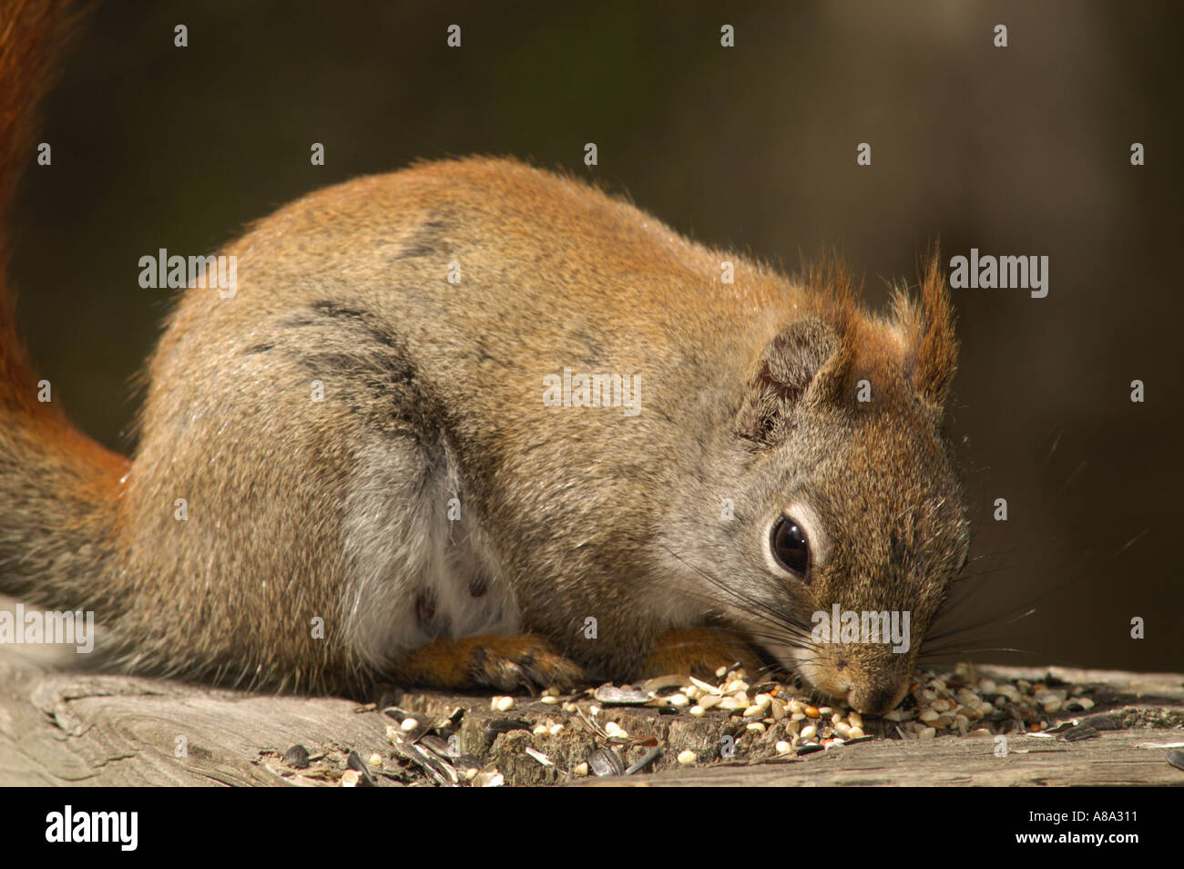 red squirrel eating seeds Stock Photo - Alamy