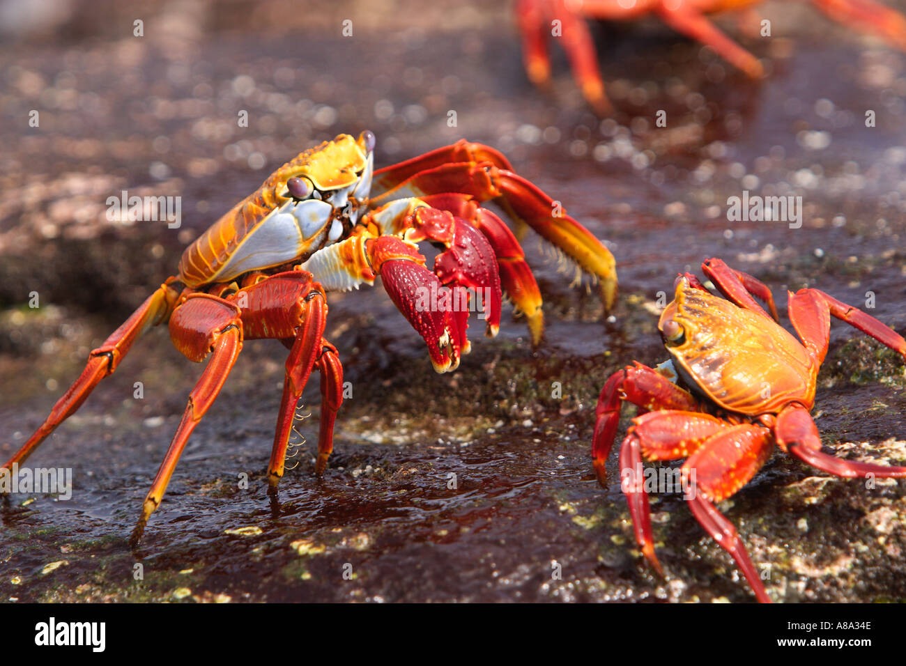 Crabs fighting hi-res stock photography and images - Alamy
