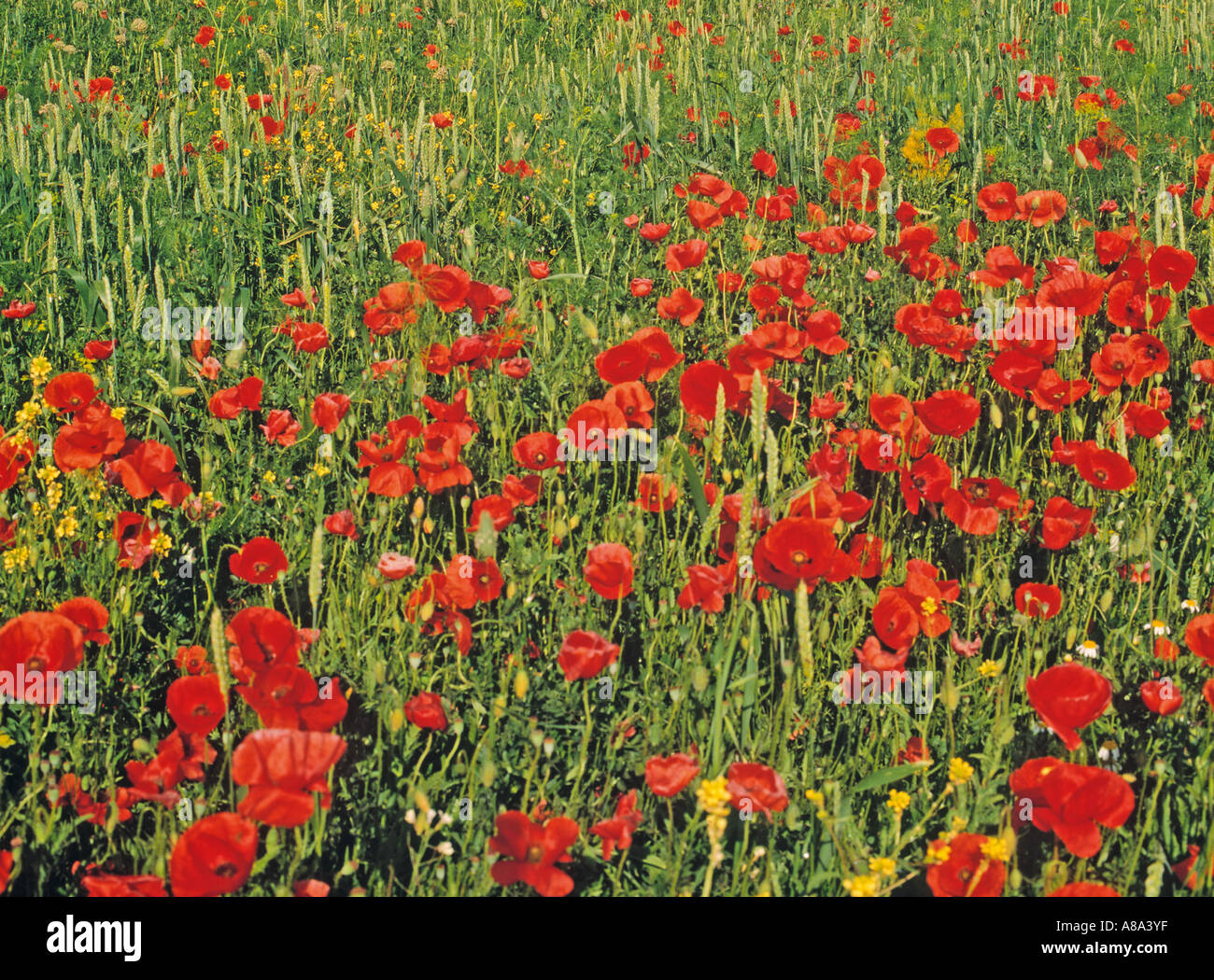 Red poppies and other wildflowers in field in spring Stock Photo - Alamy