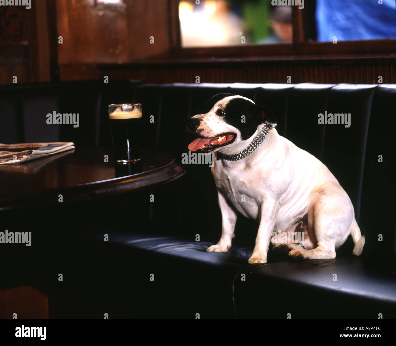 dog and pint Stock Photo - Alamy