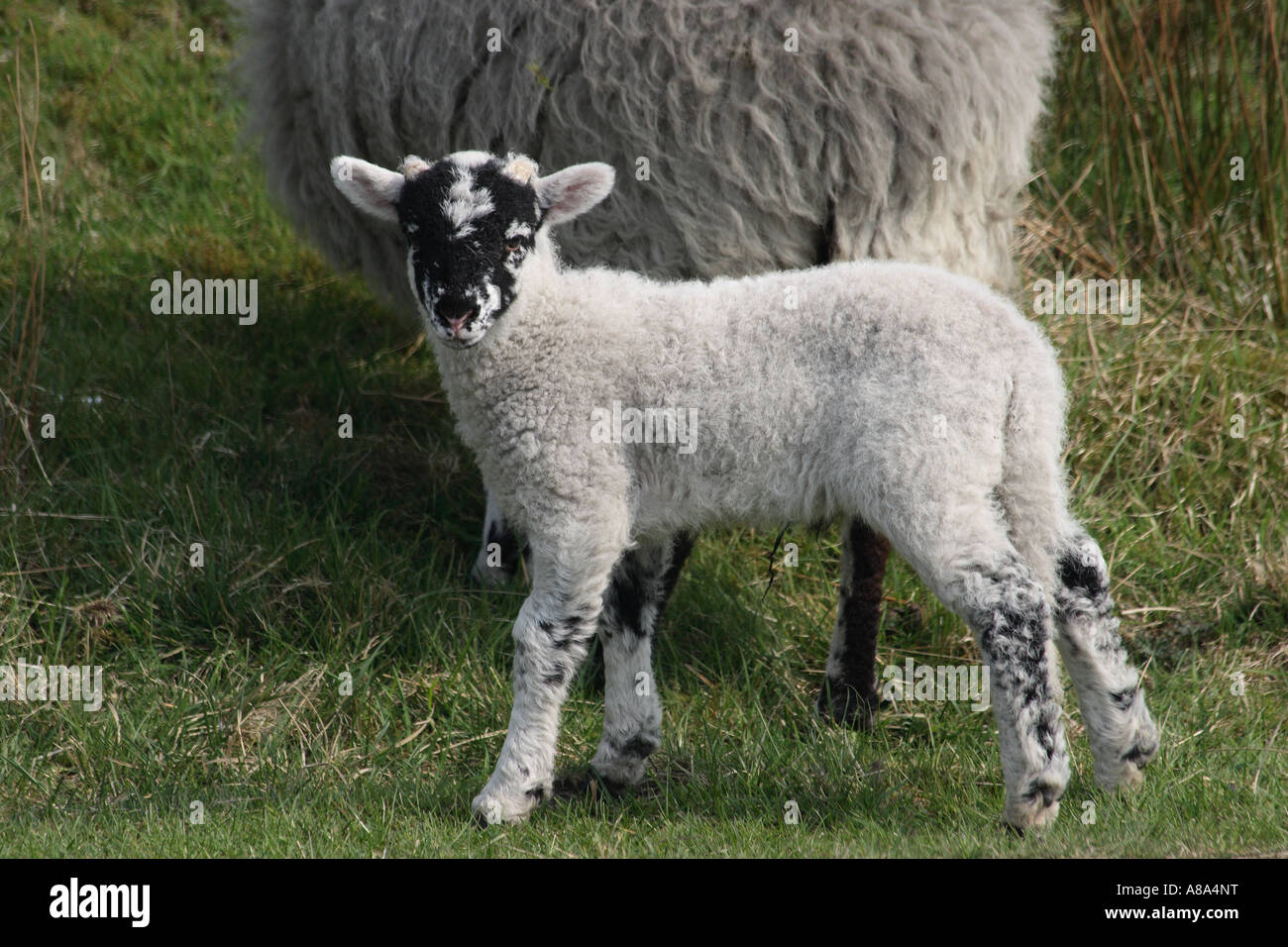 Baa lamb hi-res stock photography and images - Alamy
