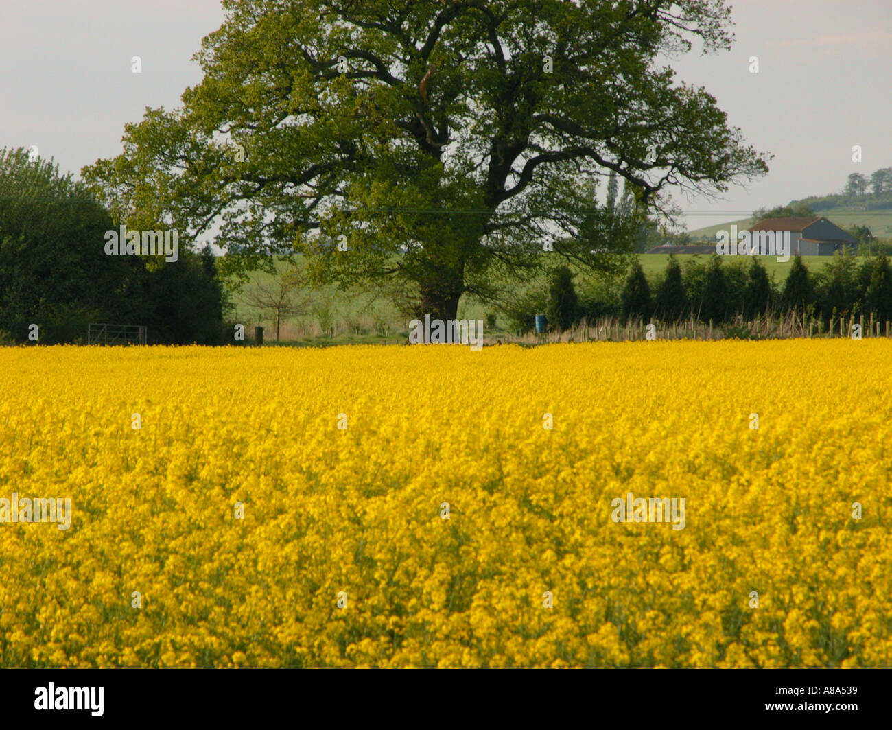 A tree in spring season Stock Photo - Alamy