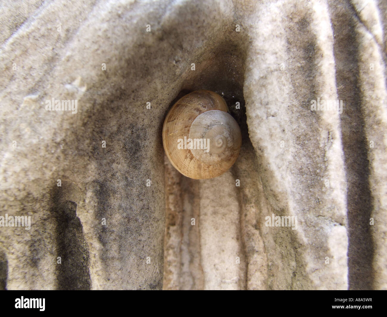 snail on ancient roman statue Stock Photo - Alamy