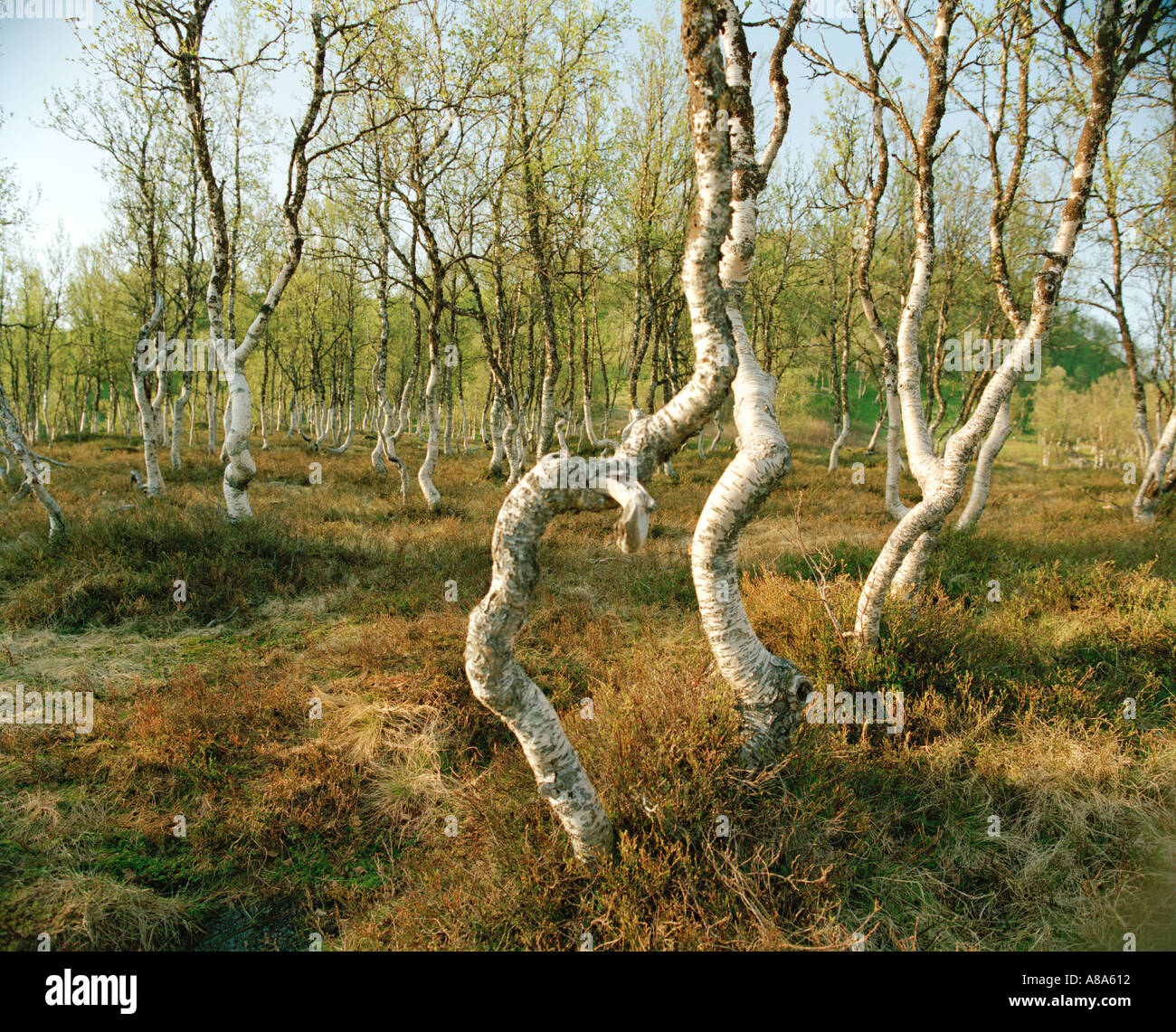 Dwarf birches in the north of Norway Stock Photo - Alamy