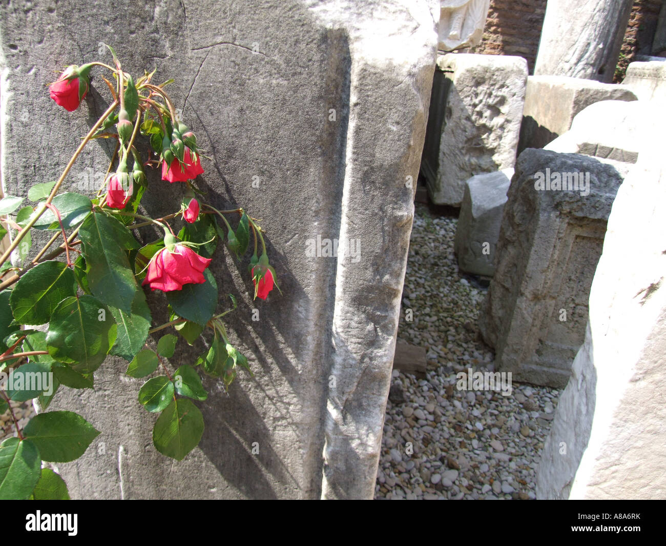 red roses at the diocletian baths museum in rome Stock Photo - Alamy