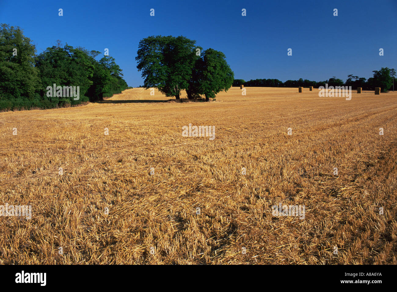 British crops hi-res stock photography and images - Alamy