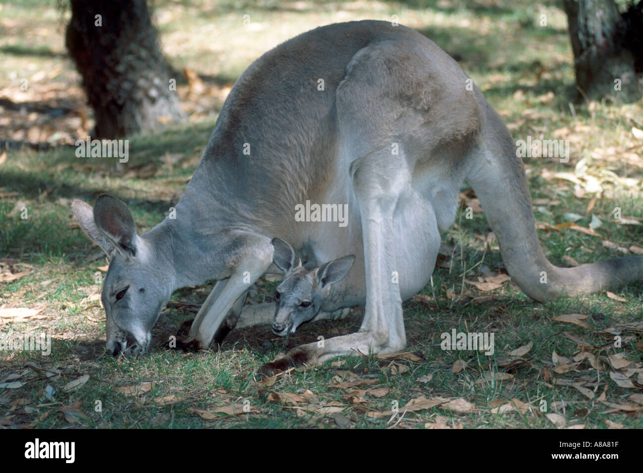 Cleland wildlife park hi-res stock photography and images - Alamy
