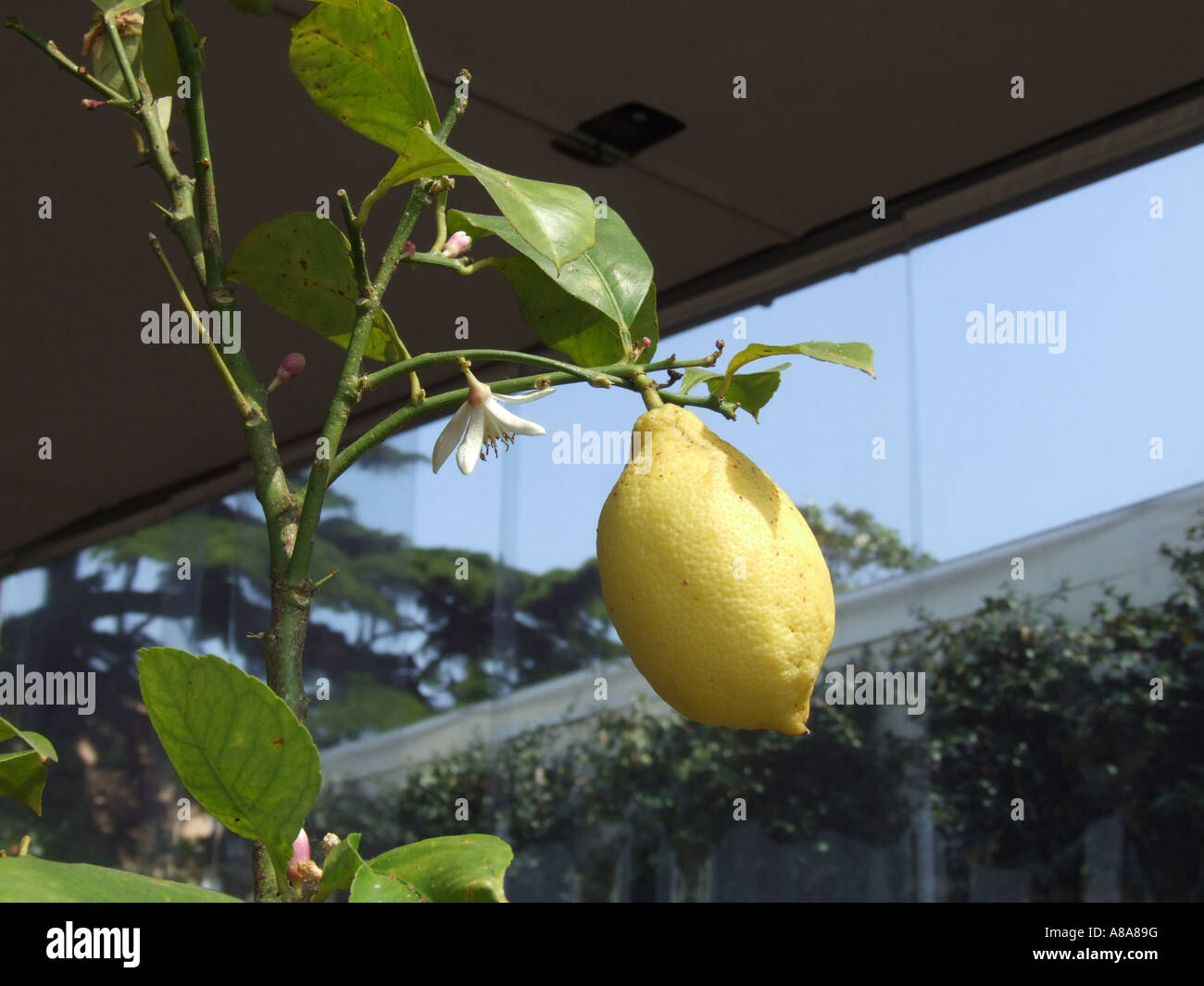 Lemon tree rome italy hi-res stock photography and images - Alamy