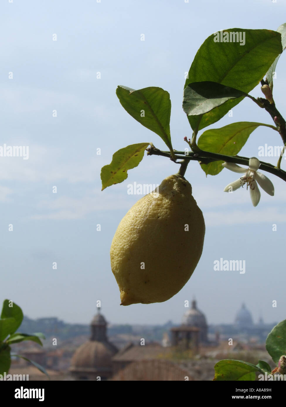 Lemon tree rome italy hi-res stock photography and images - Alamy