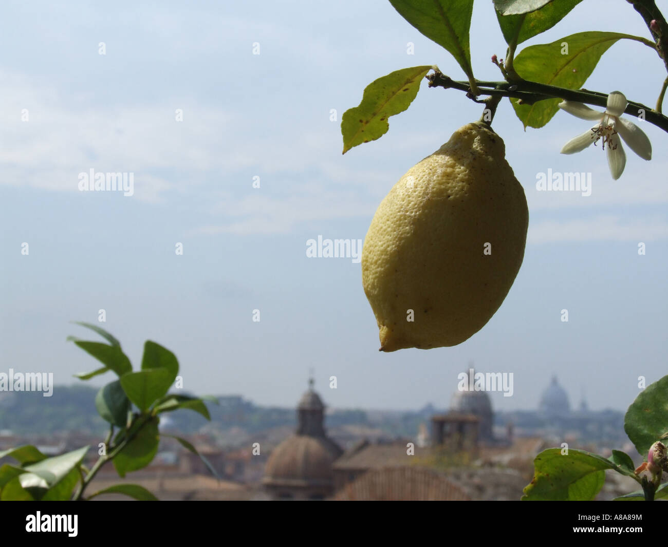 lemon tree in rome Stock Photo - Alamy