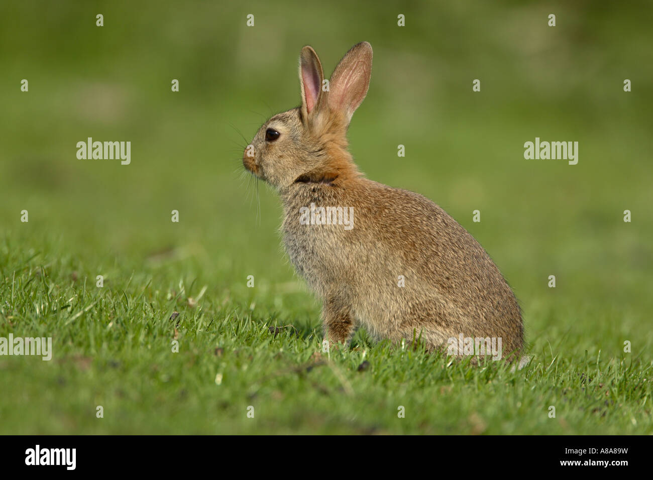 Wild rabbit (Oryctolagus cuniculus) in grass field sitting upright rear ...