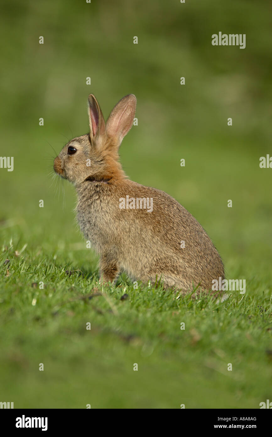 Wild rabbit Oryctolagus cuniculus in grass field sitting upright rear ...