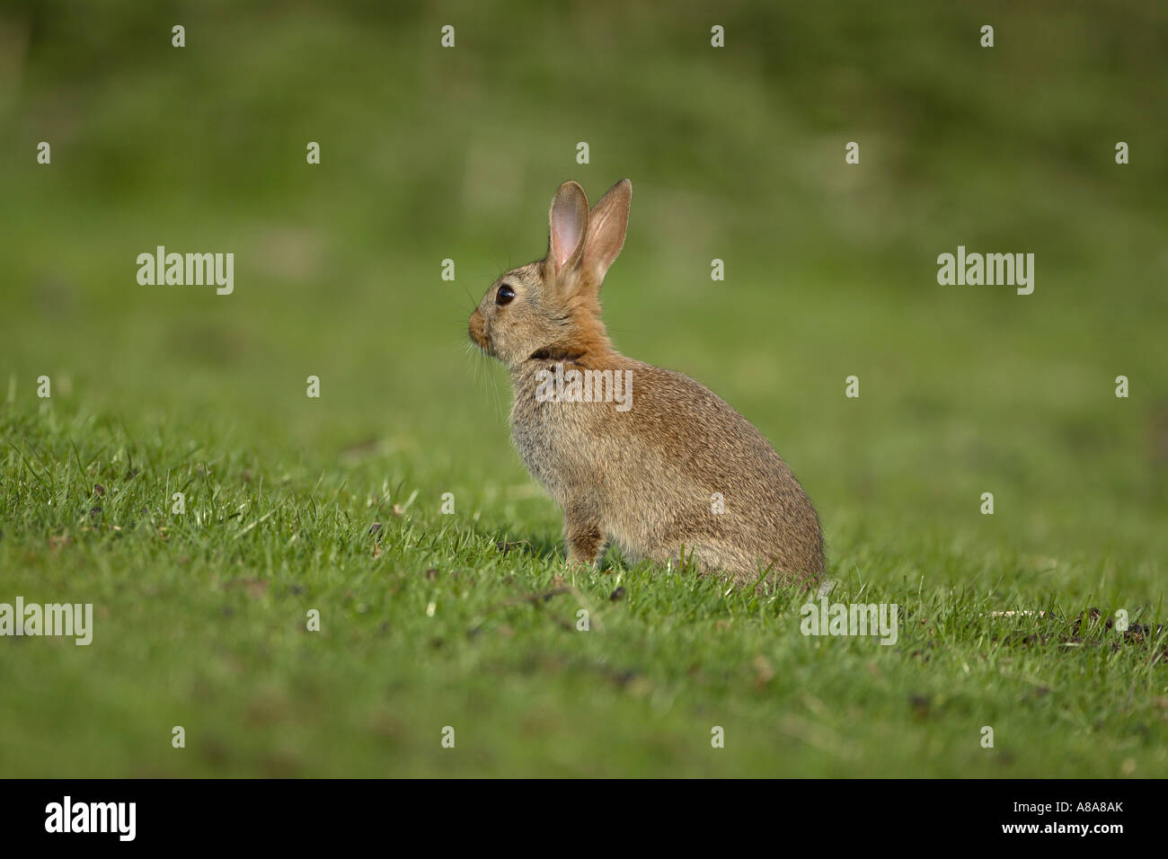 Wild rabbit Oryctolagus cuniculus in grass field sitting upright rear ...